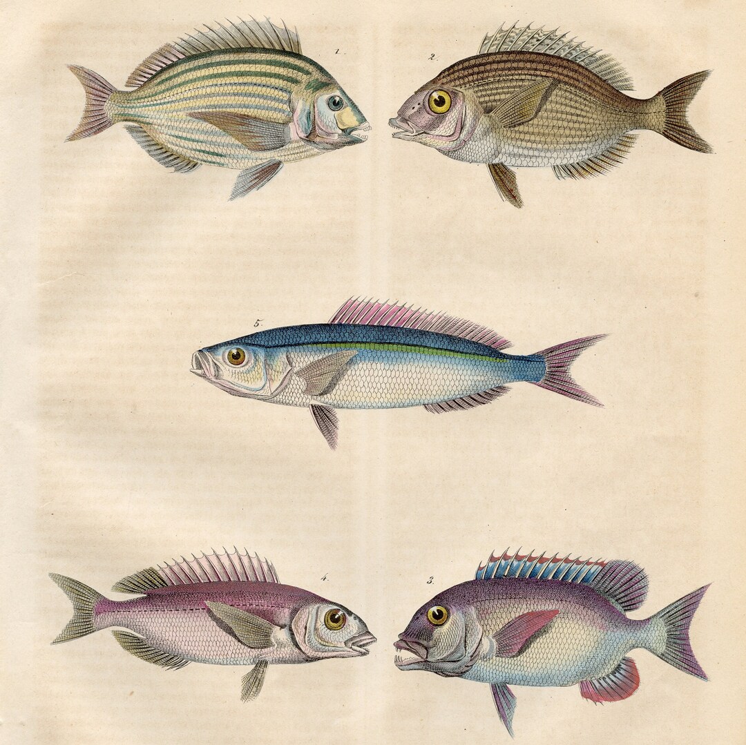 1850 the Sea Bream Family: White Sea Bream, Snapper, Red Porgy, Common ...