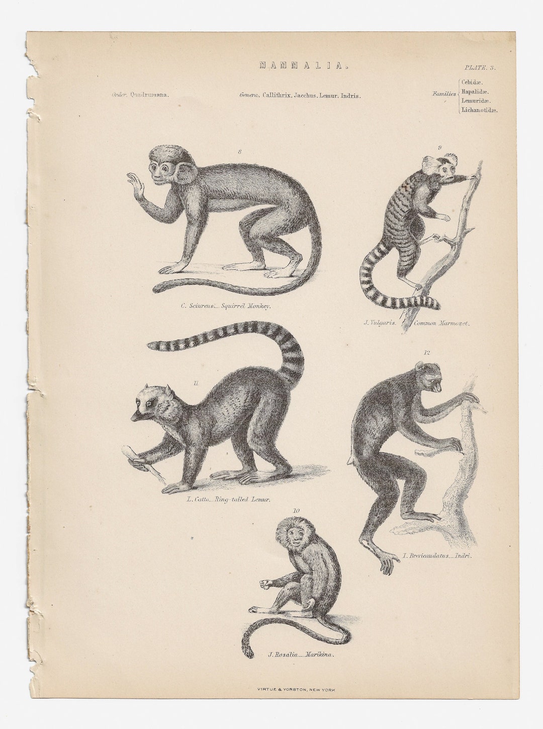 Squirrel Monkey, Ring-tailed Lemur, Marmoset - Exquisite Plate - RARE ...