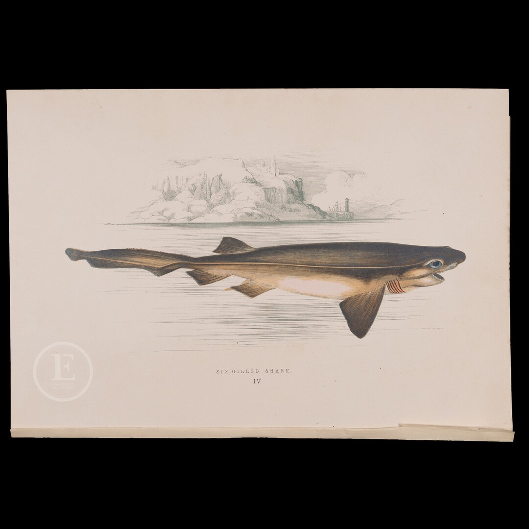 SIX-GILLED SHARK - Lithograph 1884, London for "history of the Fishes ...