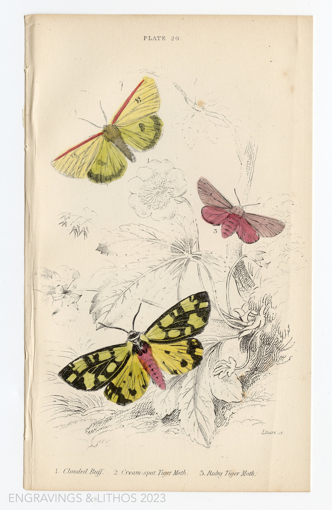 Clouded Buff, Tiger Moth and Ruby Tiger Moth - Rare Hand-colored From ...