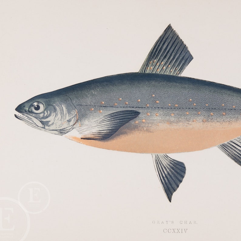 GRAY'S CHAR - Lithograph 1884, London for "history of the Fishes of the ...