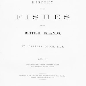 1894 Scale-rayed Wrasse Fish - Original Chromolithography From British ...