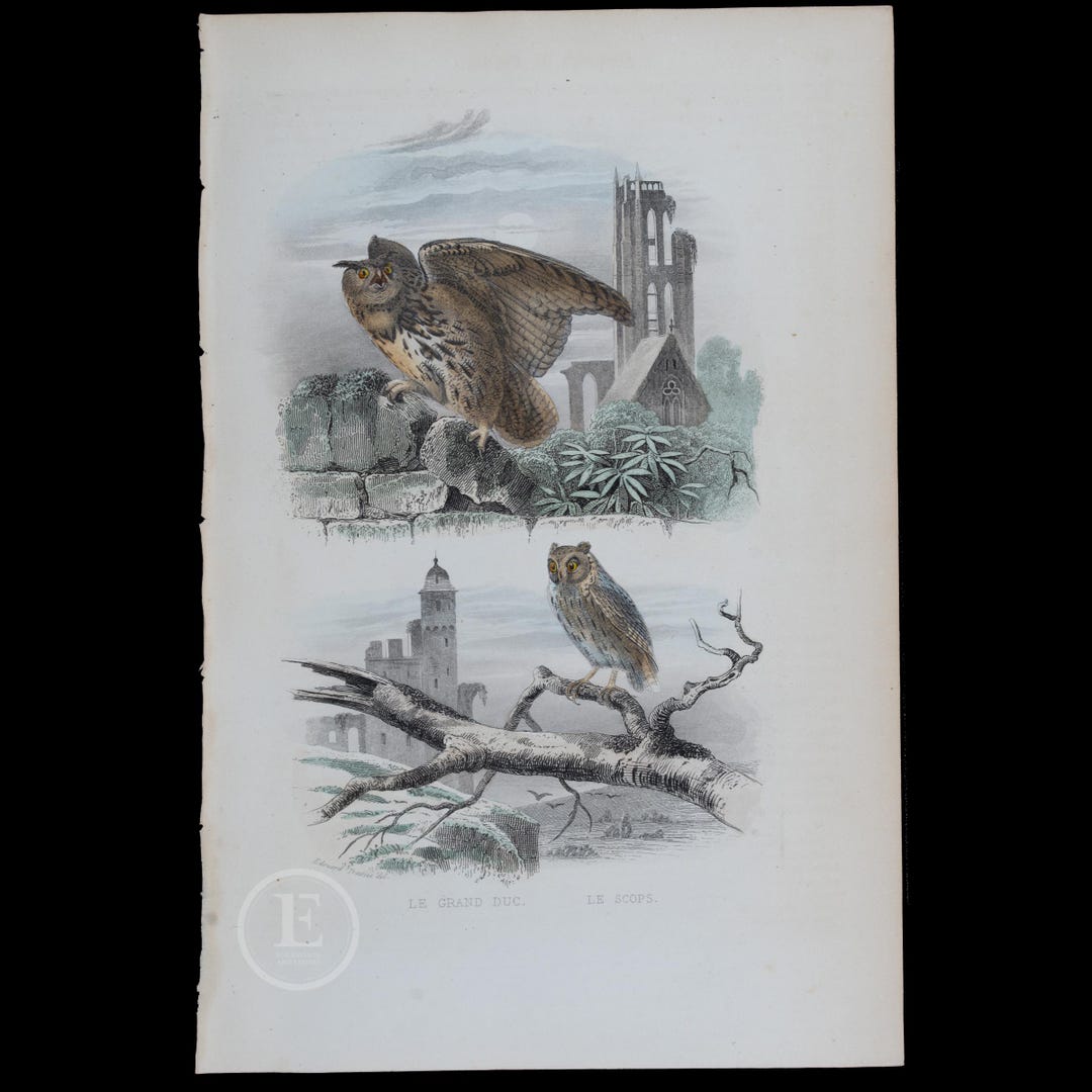 1840 EURASIAN OWLS: Eagle and Scops - Hand-colored Steel Engraving With ...