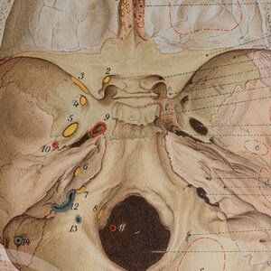 Skull Base Viewed From Above Human Anatomy Topographic Anatomy Book ...
