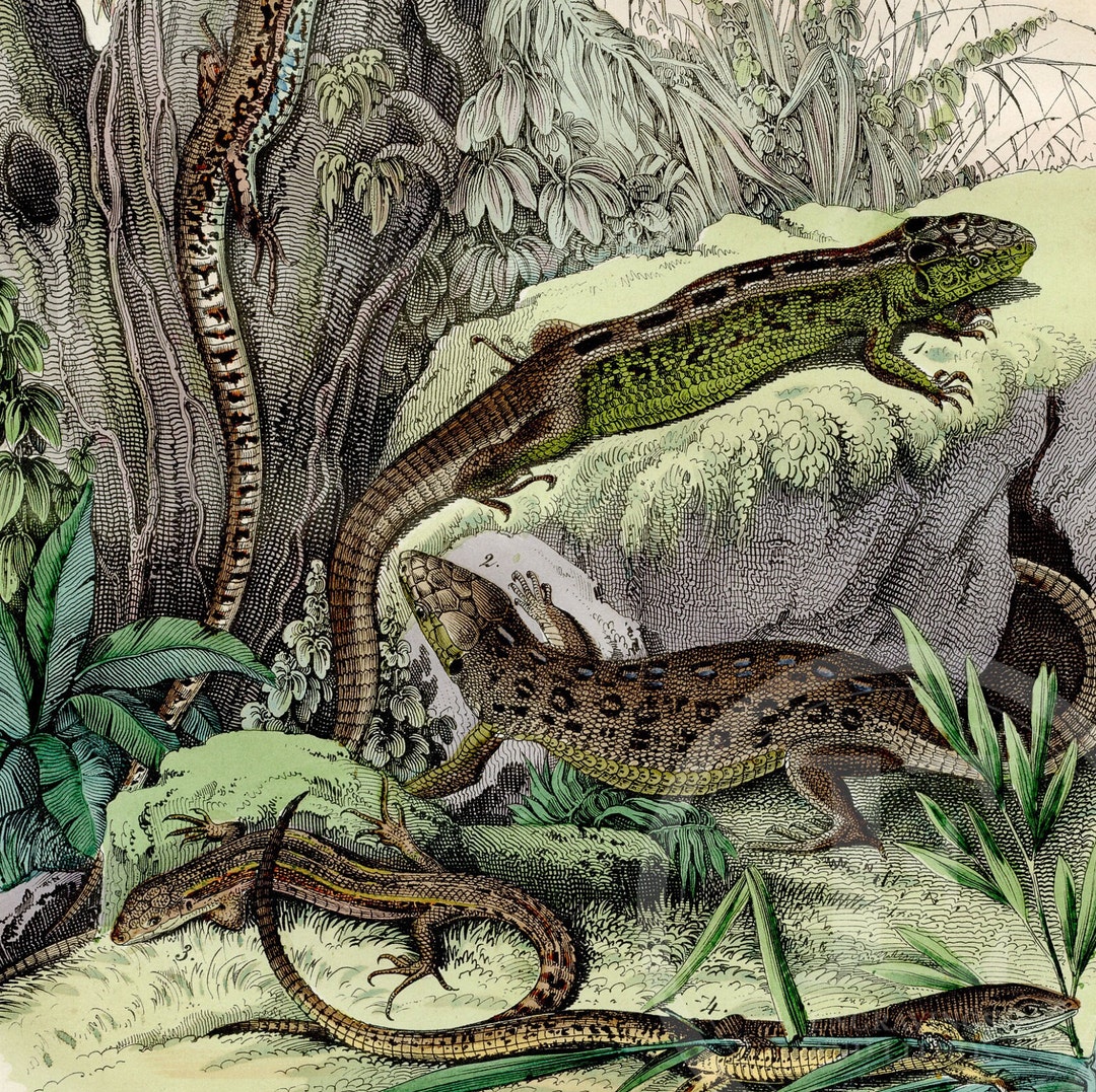 1854 Lizards - Rare Plate - Hand Colored Original, Old Original Print ...