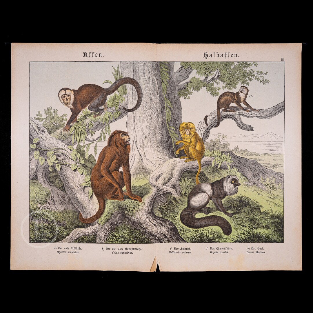 Red Howler, Capuchin Monkey, Saimiri and Common Marmoset Original Very ...
