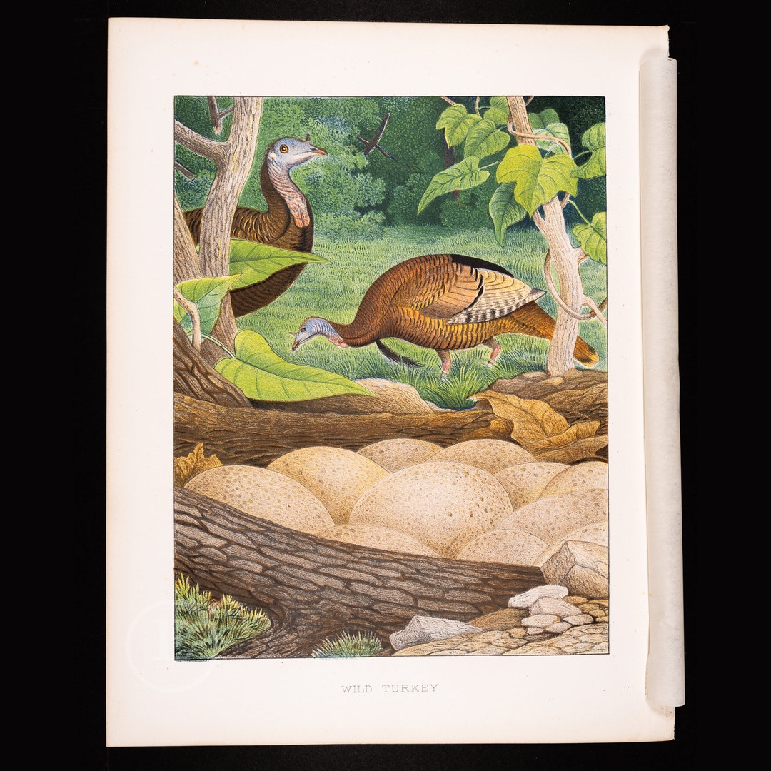 Wild Turkey, Its Nest and Eggs - Beautifully Chromolithographed Print ...