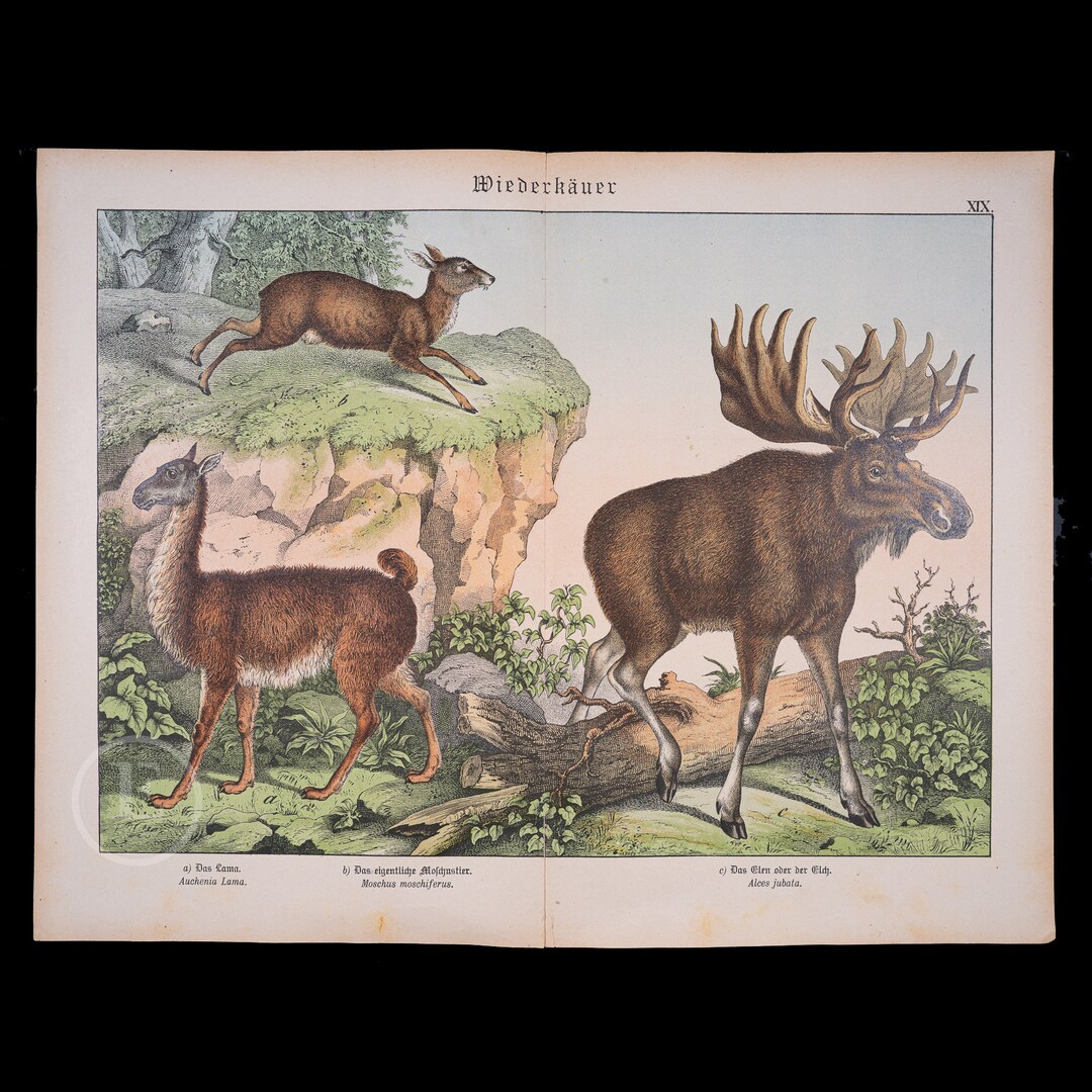 Ruminants: Llama, Musk Deer and Moose Original Very Rare Lithograph ...