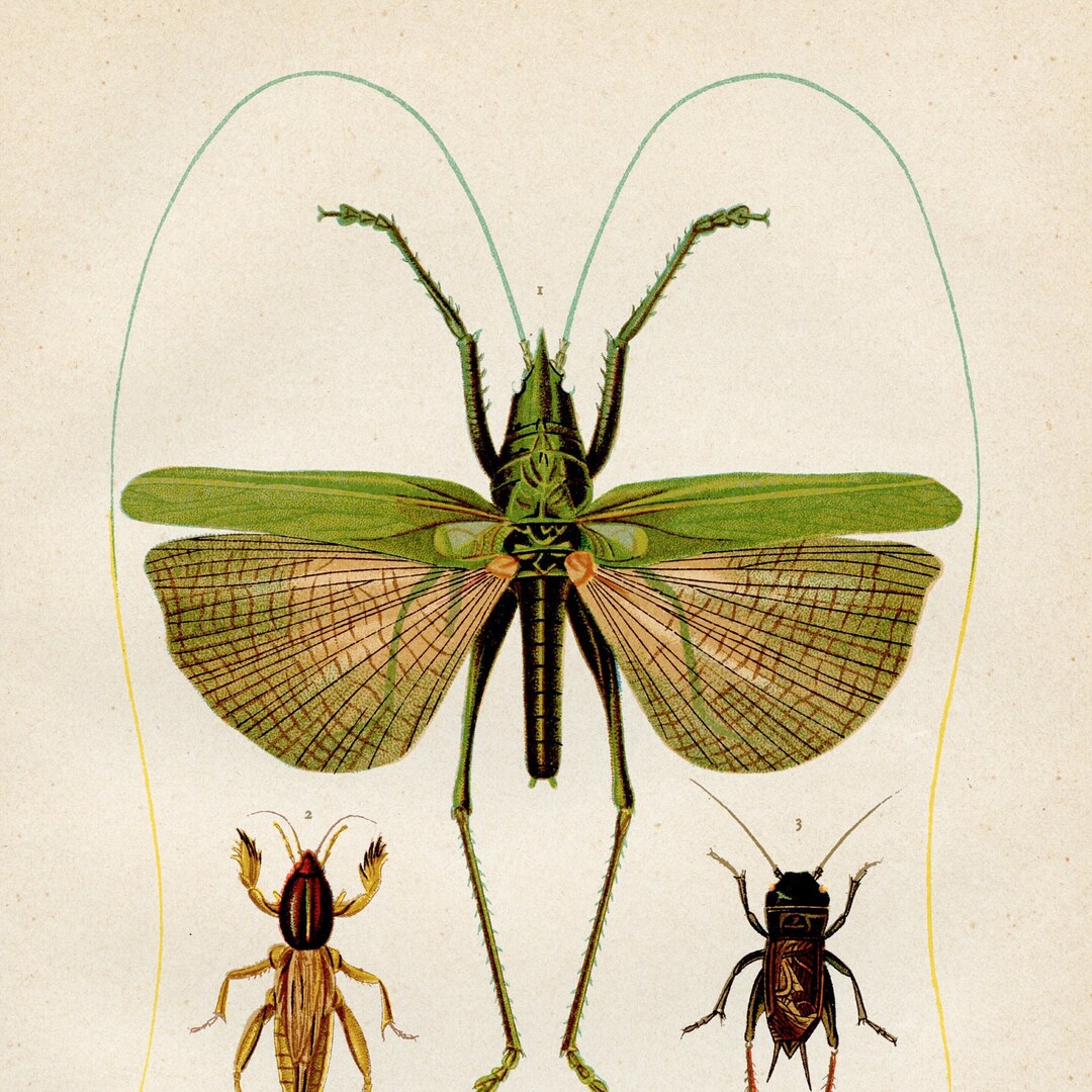 Locust, Cricket - Original Plate From "historia Natural Zoologia" - Dr ...