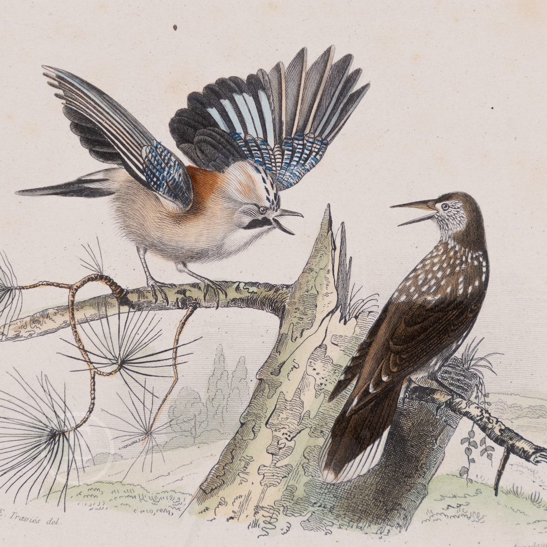 The Jay and the Nutcracker Birds / Original Hand-colored From "ouvres ...