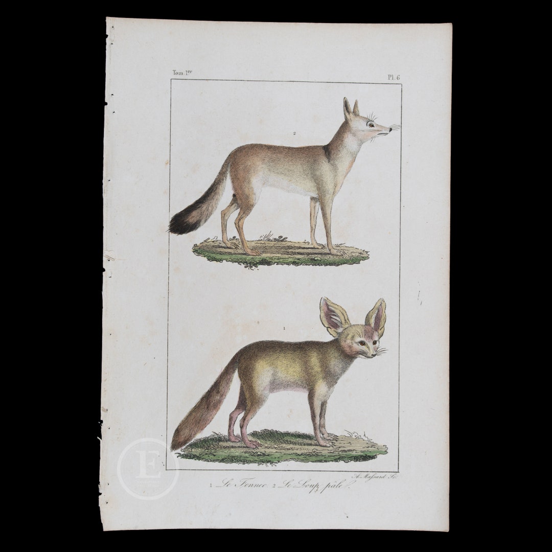1829 Fennec Fox and Pale Wolf – Hand-colored Steel Engraving, Buffon ...