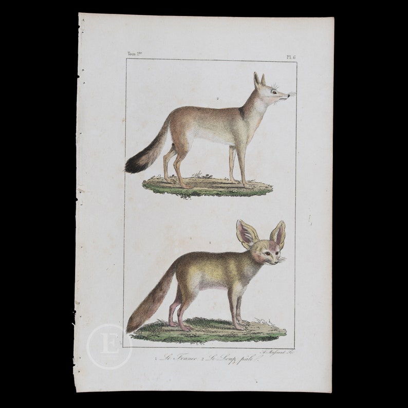 1829 Fennec Fox and Pale Wolf – Hand-colored Steel Engraving, Buffon ...