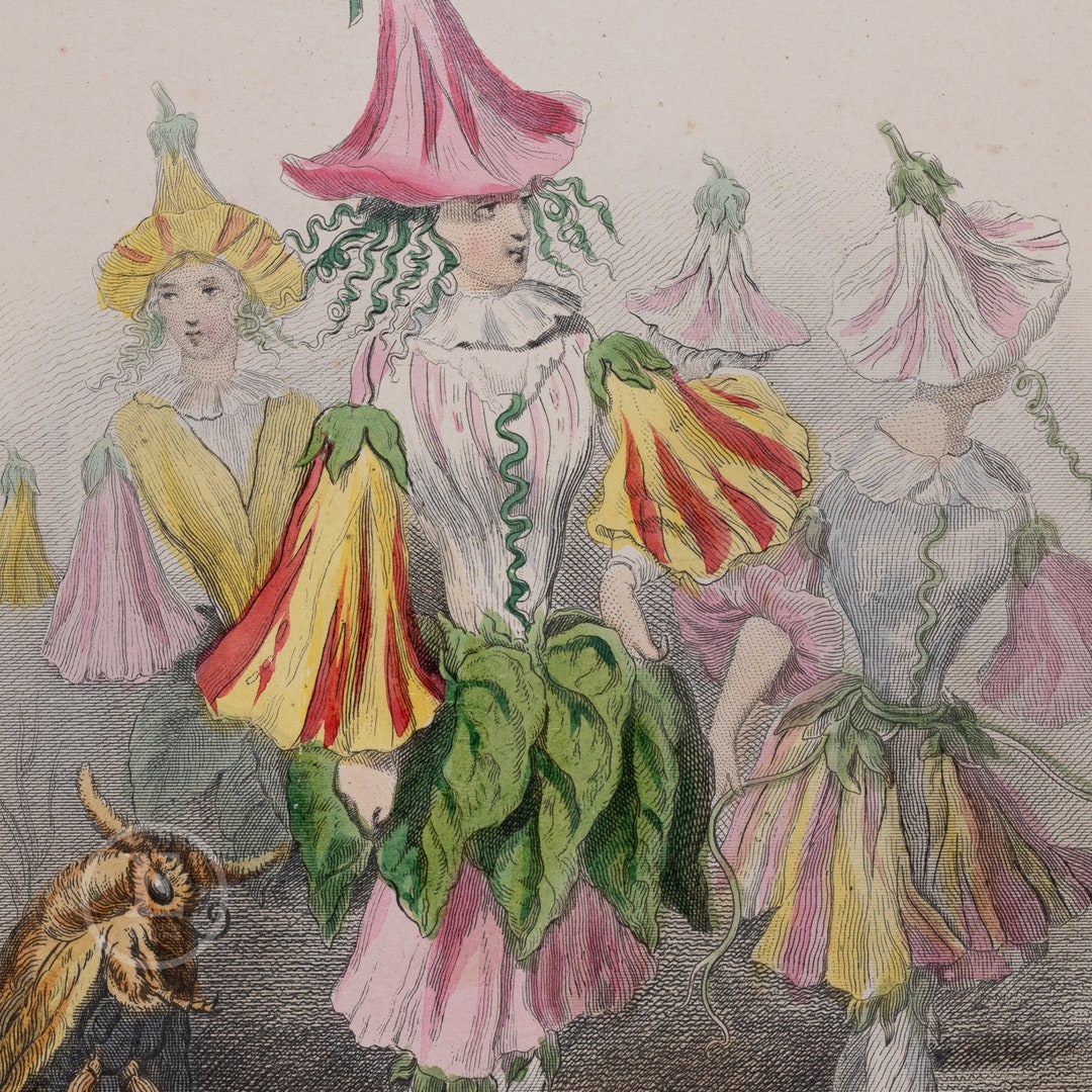 Garden Nightshade, Evening Beauty, or Moonflower / Stunning Hand ...