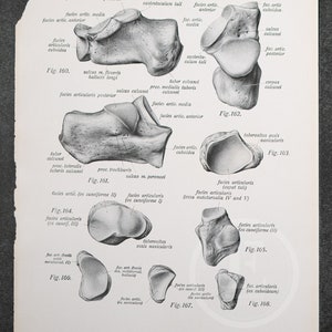 Metatarsal Bones: Heel. Cuboid, Navicular / Spongy Bone / Human Anatomu ...