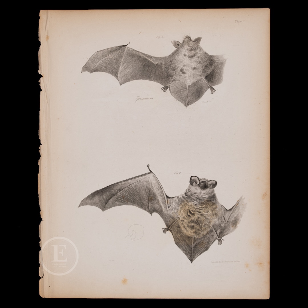 Bats: the Carolina Bat and the Hoary Bat - Original Lithography From ...