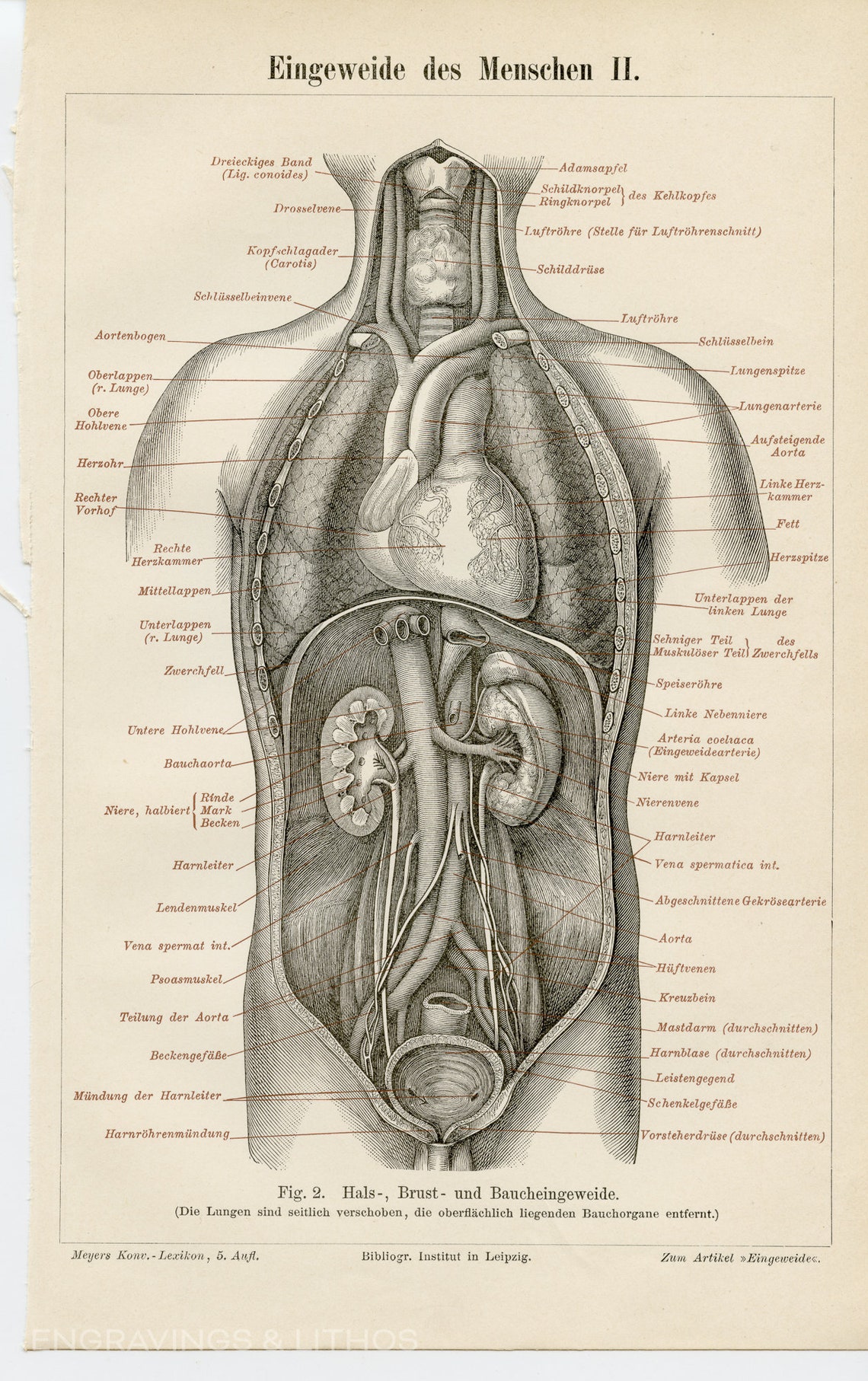 Human Anatomy / Intestines Entrails Bowels Guts Original - Etsy