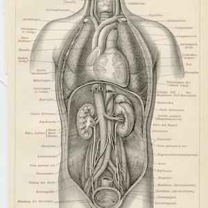 Human Anatomy / Intestines, Entrails, Bowels, Guts - Original Color ...
