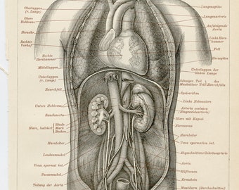Human Anatomy / Intestines Entrails Bowels Guts Original | Etsy