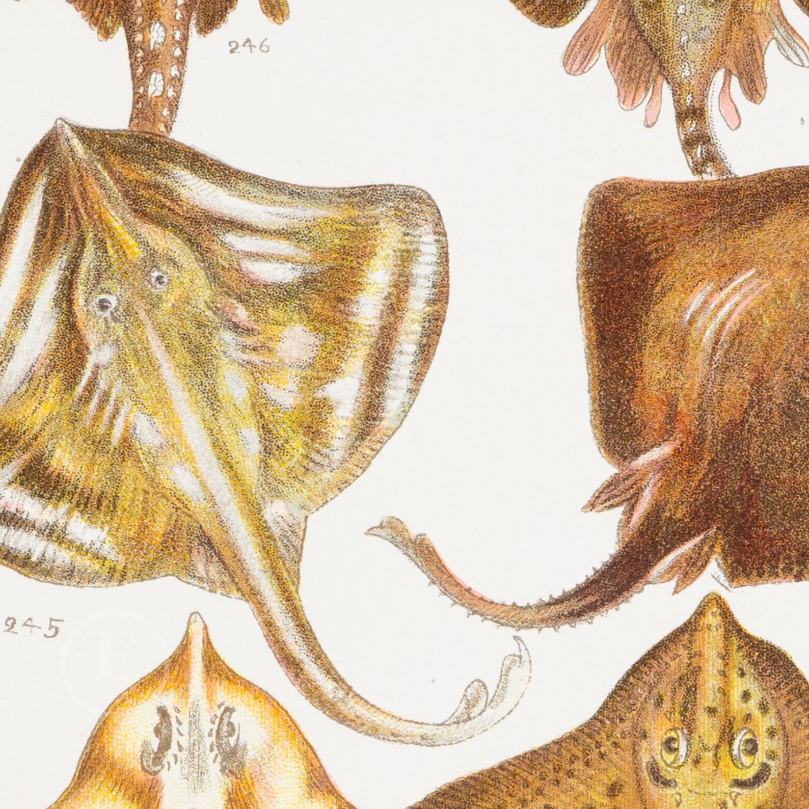 Rajidae: Starry and Long-nosed Skate, Shagreen, Painted and Spotted Ray ...