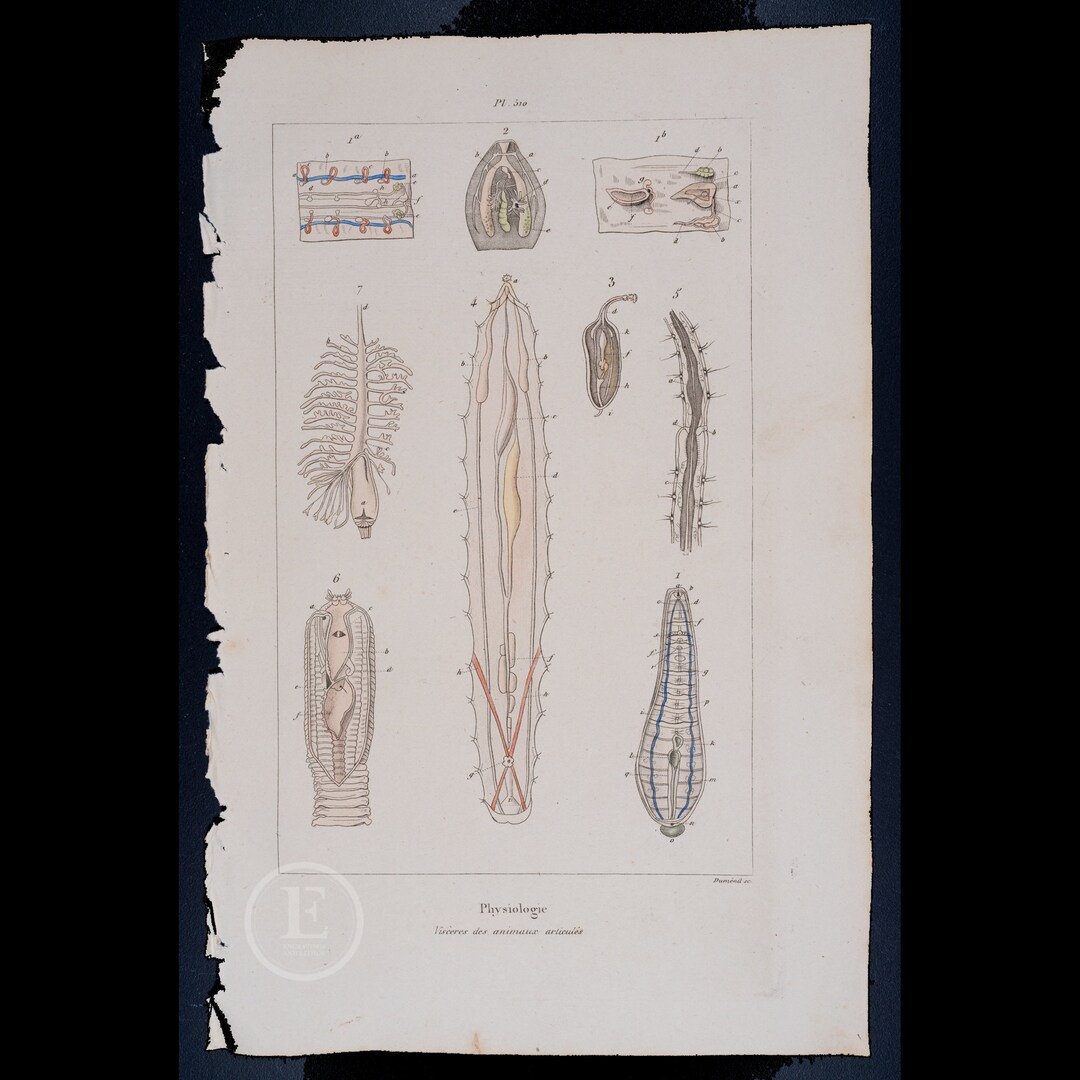1847 PHYSIOLOGY: Articulated Animals VISCERA - Very RARE Engraving ...