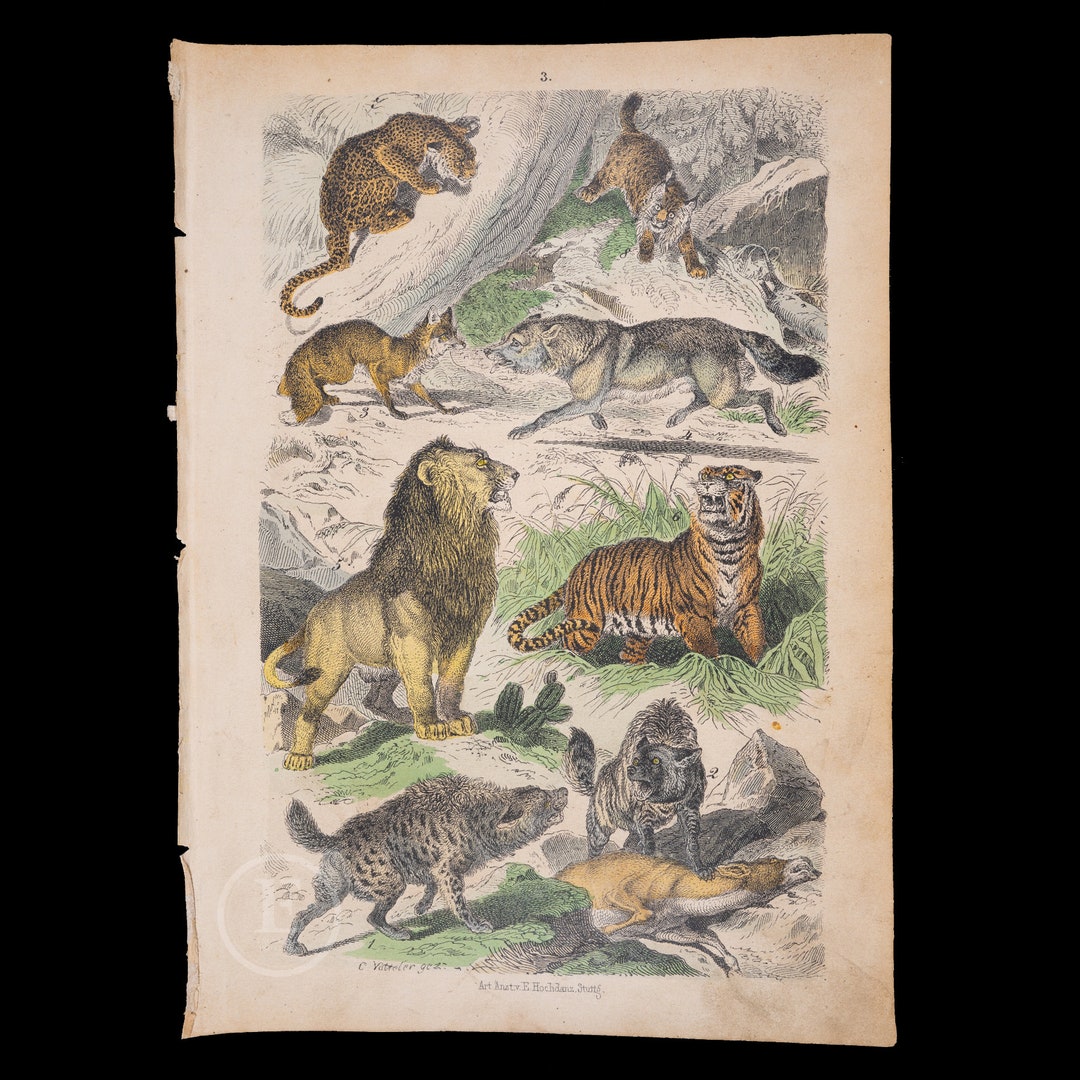 1871 Spotted and Striped Hyenas, Fox, Wolf, Lion, Tiger, Leopard, Lynx ...