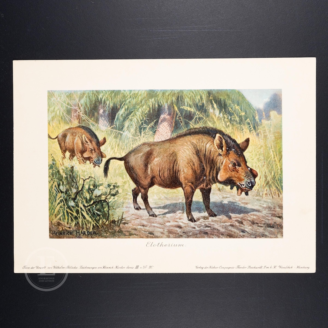 1911 ELOTHERIUM, Strangest Pig of the Prehistoric World - Original From ...