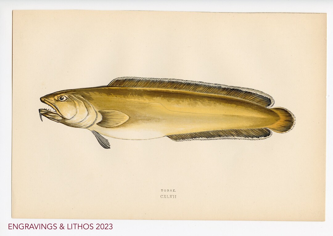 1894 Torsk (scandinavian Cod) Fish - Original Chromolithography From ...