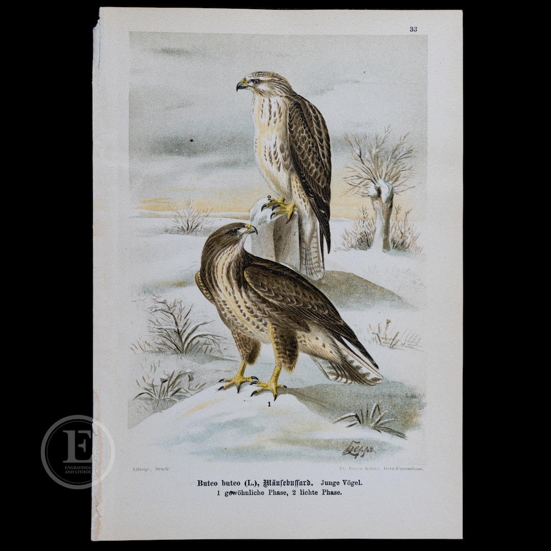 1901 COMMON BUZZARDS: Young Birds - Original Chromolithograph Antique ...