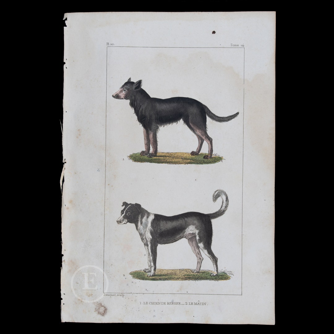 Belgian Shepherd and Mastiff Dog / Authentic Steel Engraving From ...