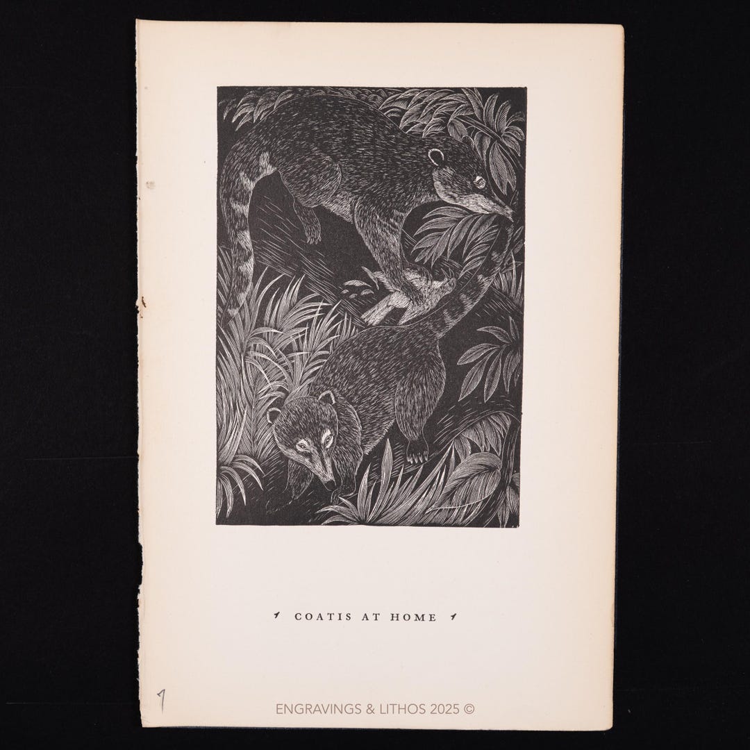 1931 COATIS AT HOME – Illustration From the Life Story of Beasts by ...