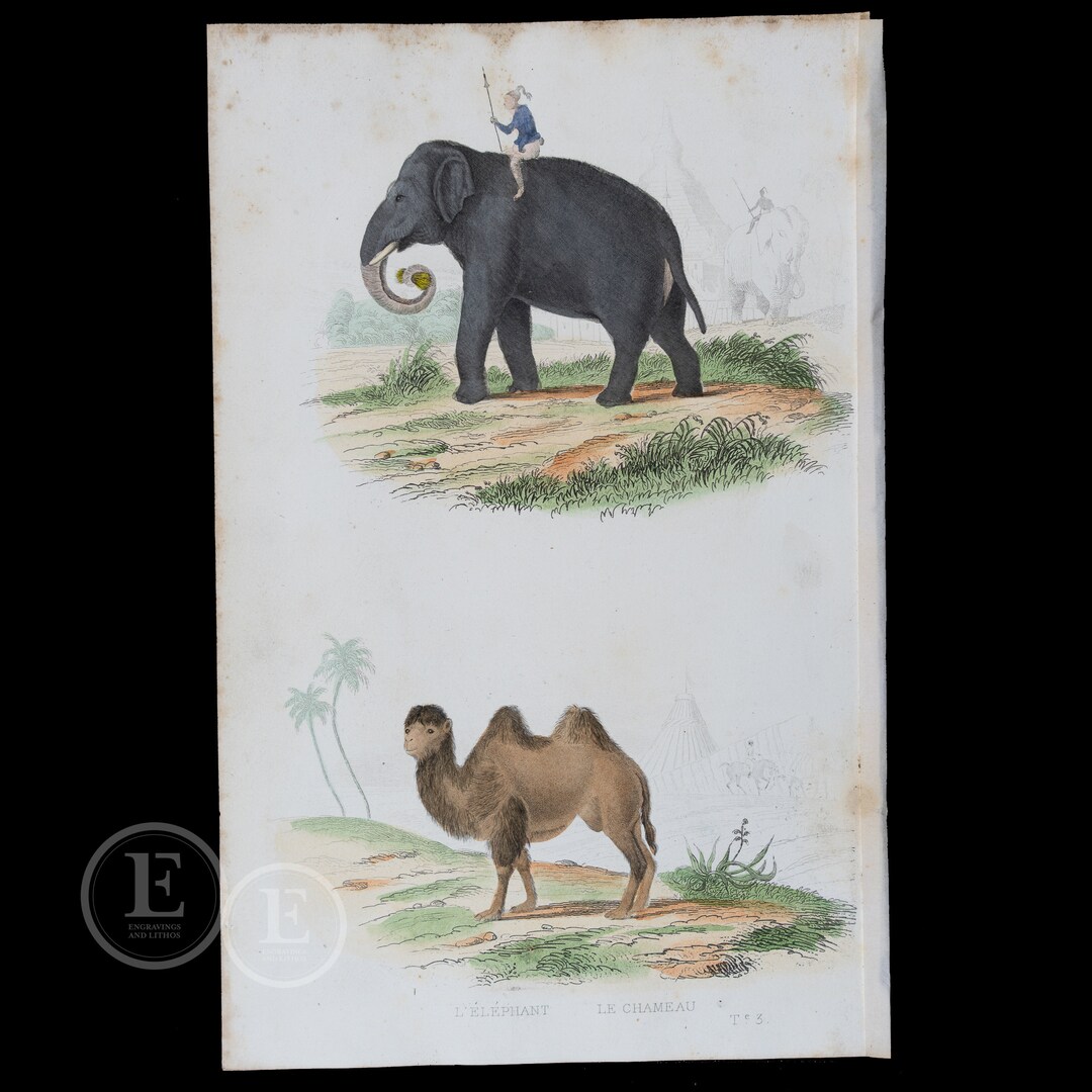 1845 ELEPHANT and CAMEL - Authentic Steel Engraving and Hand-colored ...