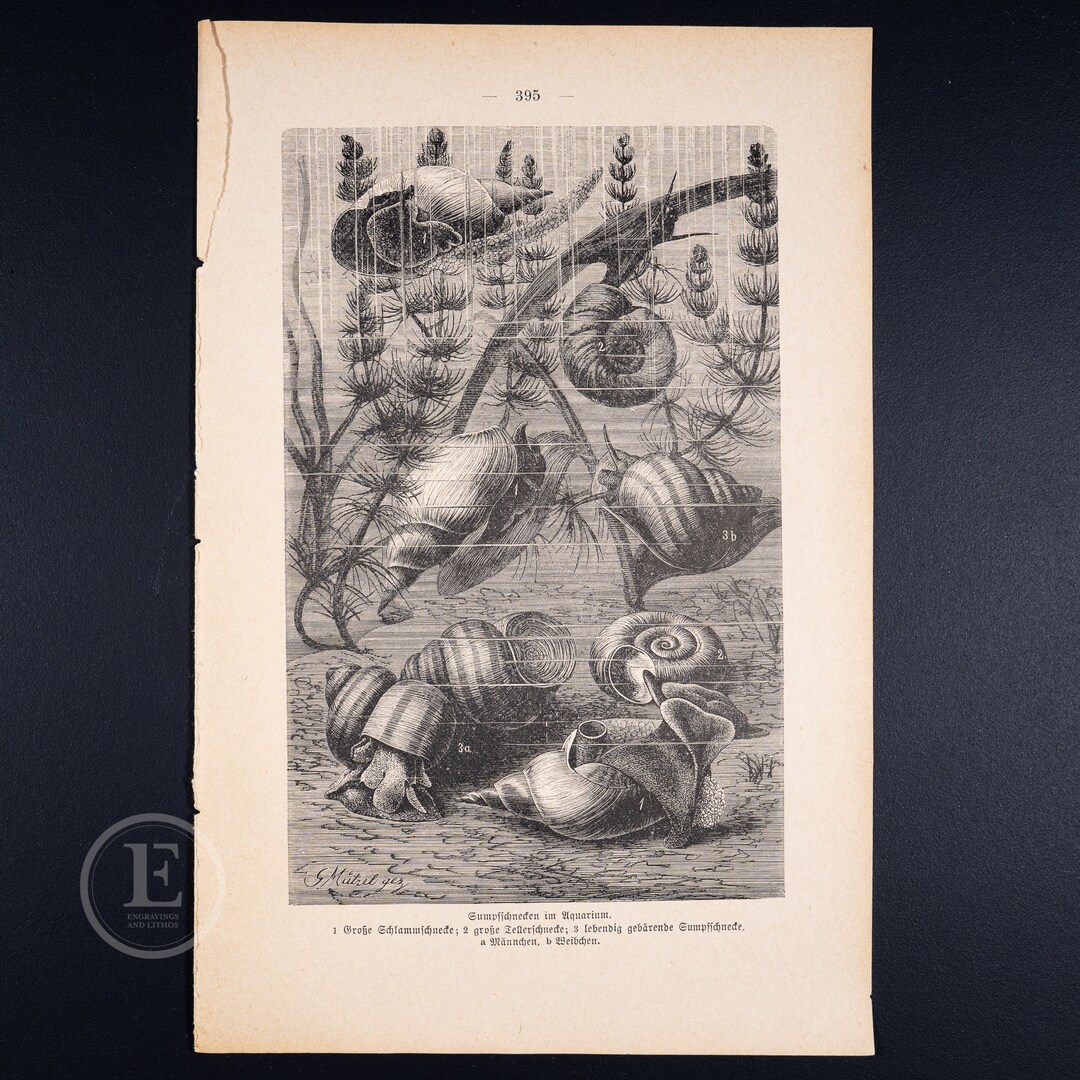 Swamp Snails in Aquarium - Original Black and White Lithography - the ...
