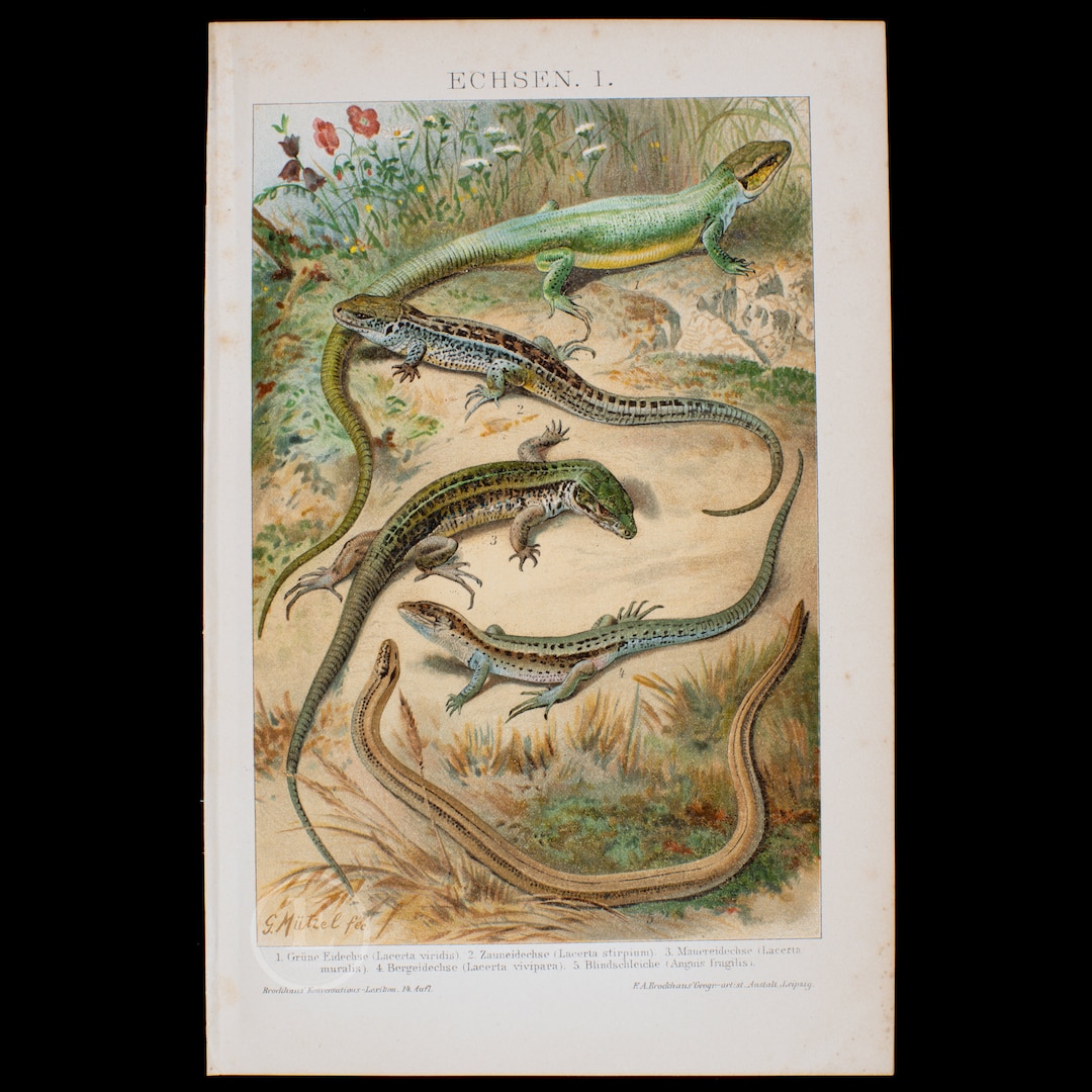 1898 LIZARDS Rare Chromolithograph Plate From Brockhaus' Conversations ...