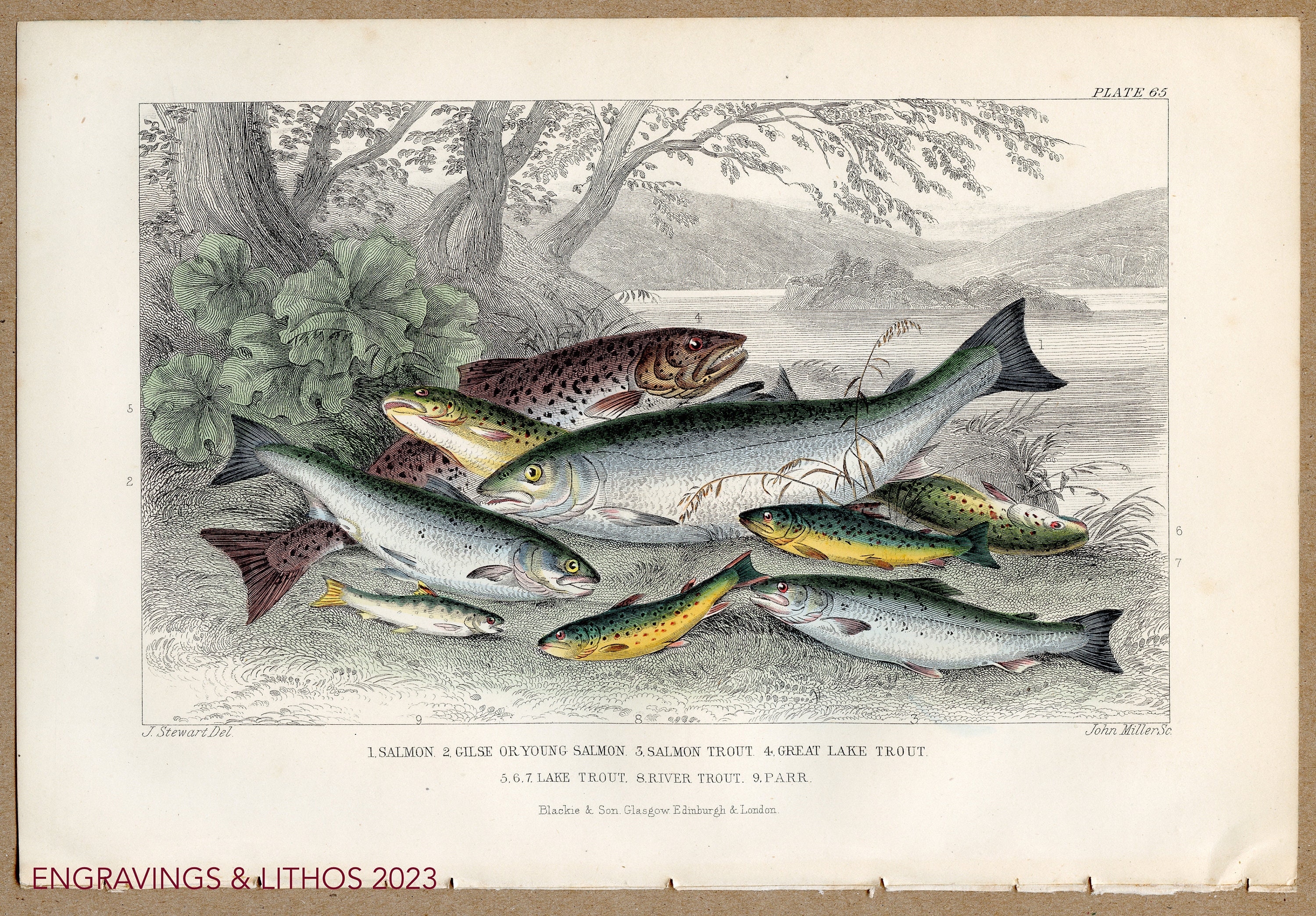 Fish: Salmon, Salmon Trout, Trout, Lake Trout, River Trout - Rare ...