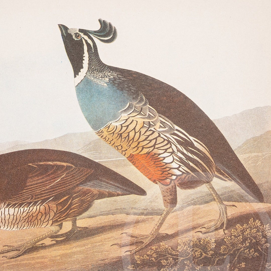 1937 Valley Quail and Two Warblers From "john James Audubon Birds of ...