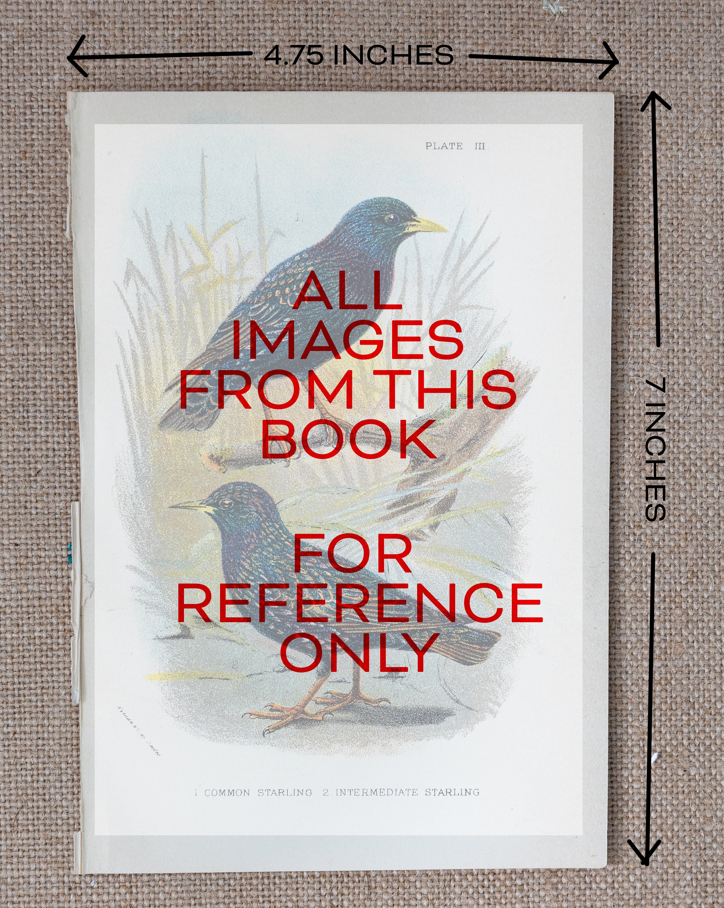 Marsh Harrier - Original Color Lithography From "a Hand-book to the ...