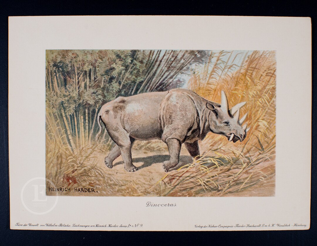1911 Prehistoric Uintatherium (das Dinoceras) - Original Vintage Print ...