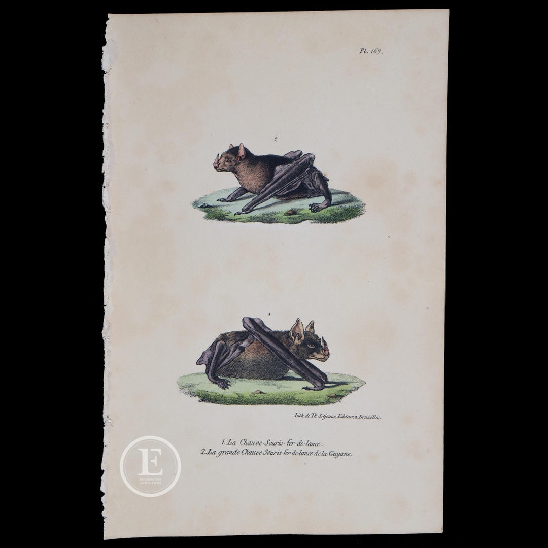 1833 / VAMPIRE BAT and Giant Vampire Bat of GUYANA - Authentic Steel ...