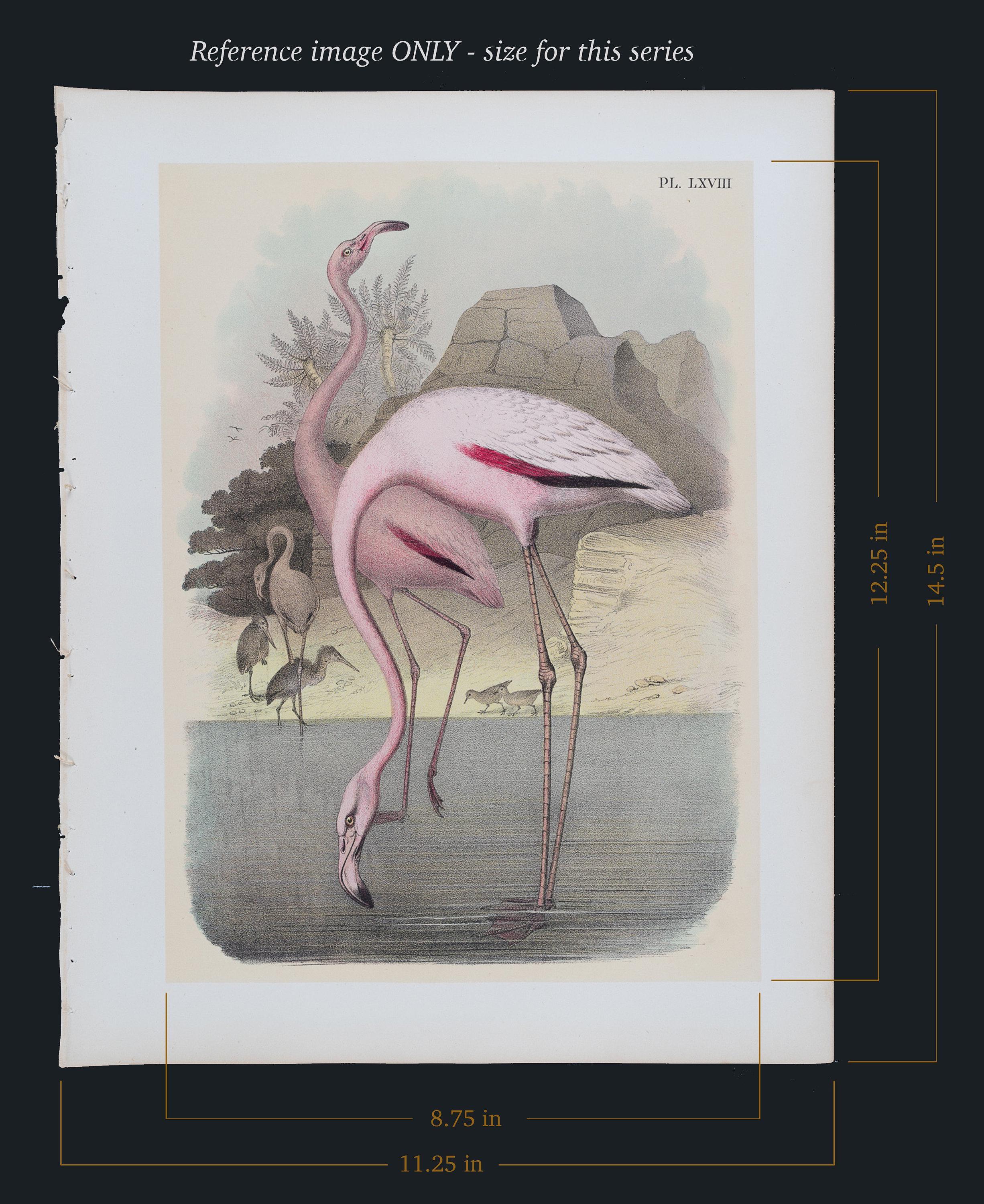 1878 Double-crested Cormorant Bird . Original Print Chromolithograph ...