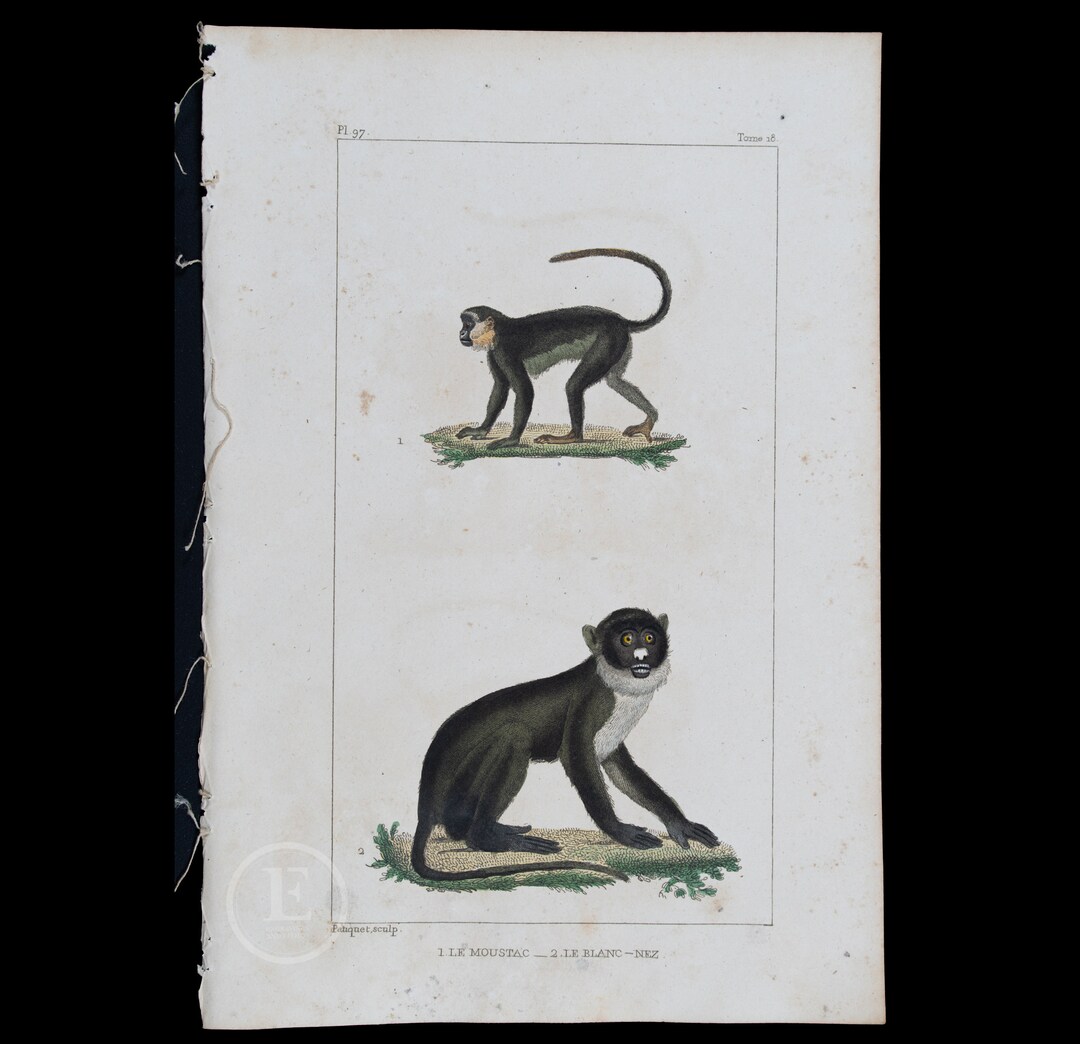 1829 Emperor Tamarin and White Nose Monkey – Hand-colored Steel ...