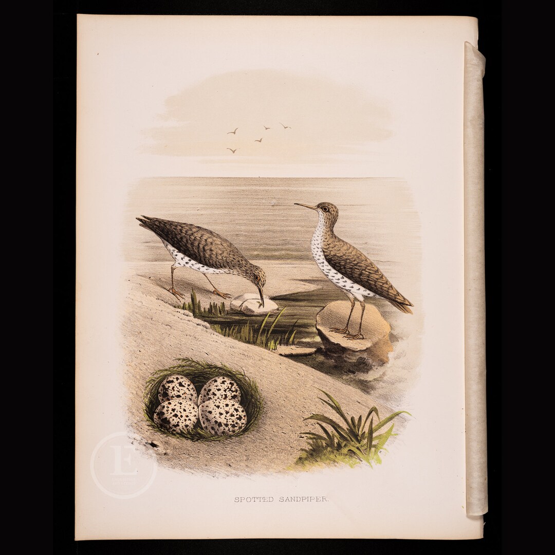 Spotted Sandpiper Nest and Egg - Beautifully Chromolithographed Print ...