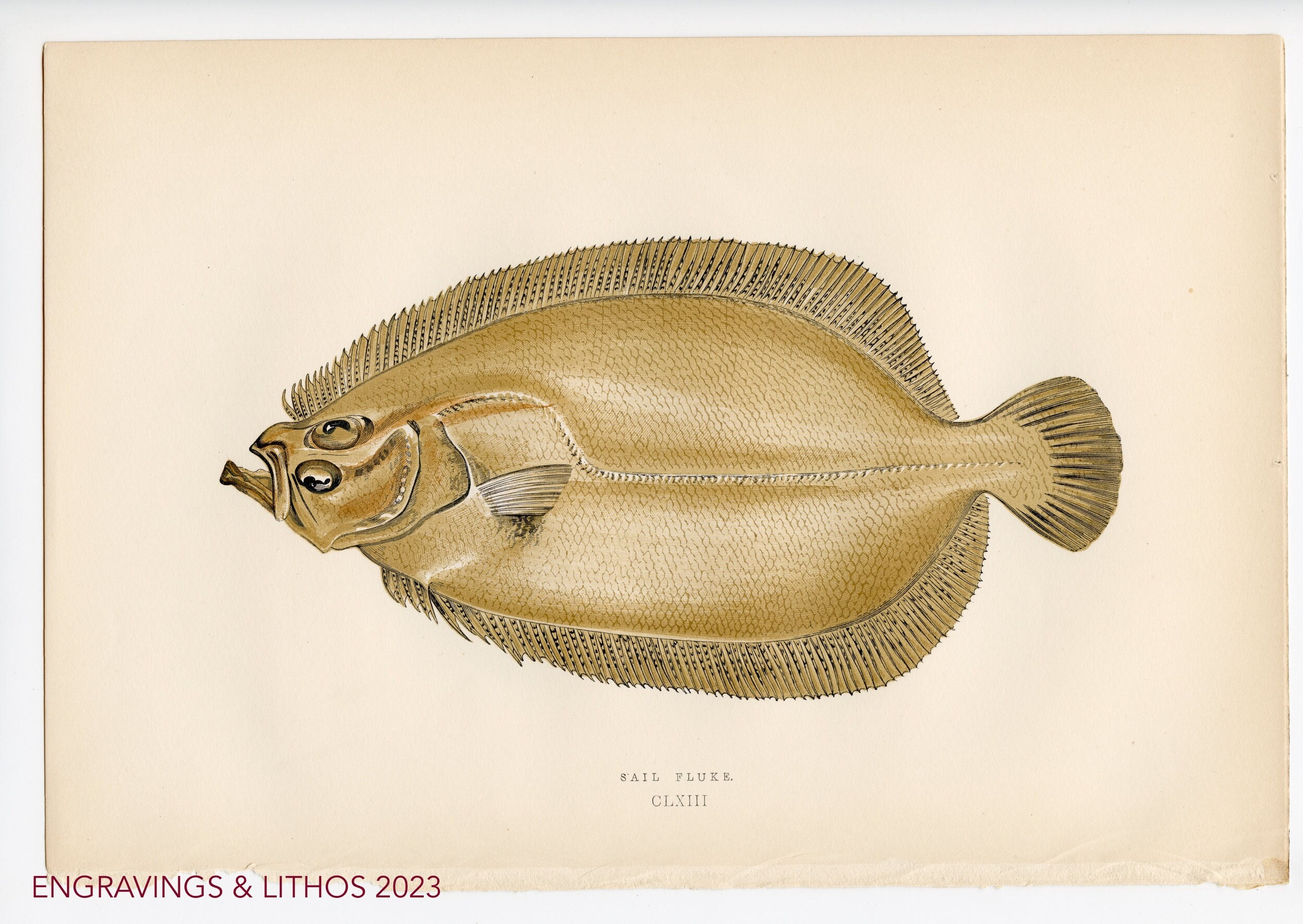 1894 Sail Fluke Flounder - Original Chromolithography From British ...
