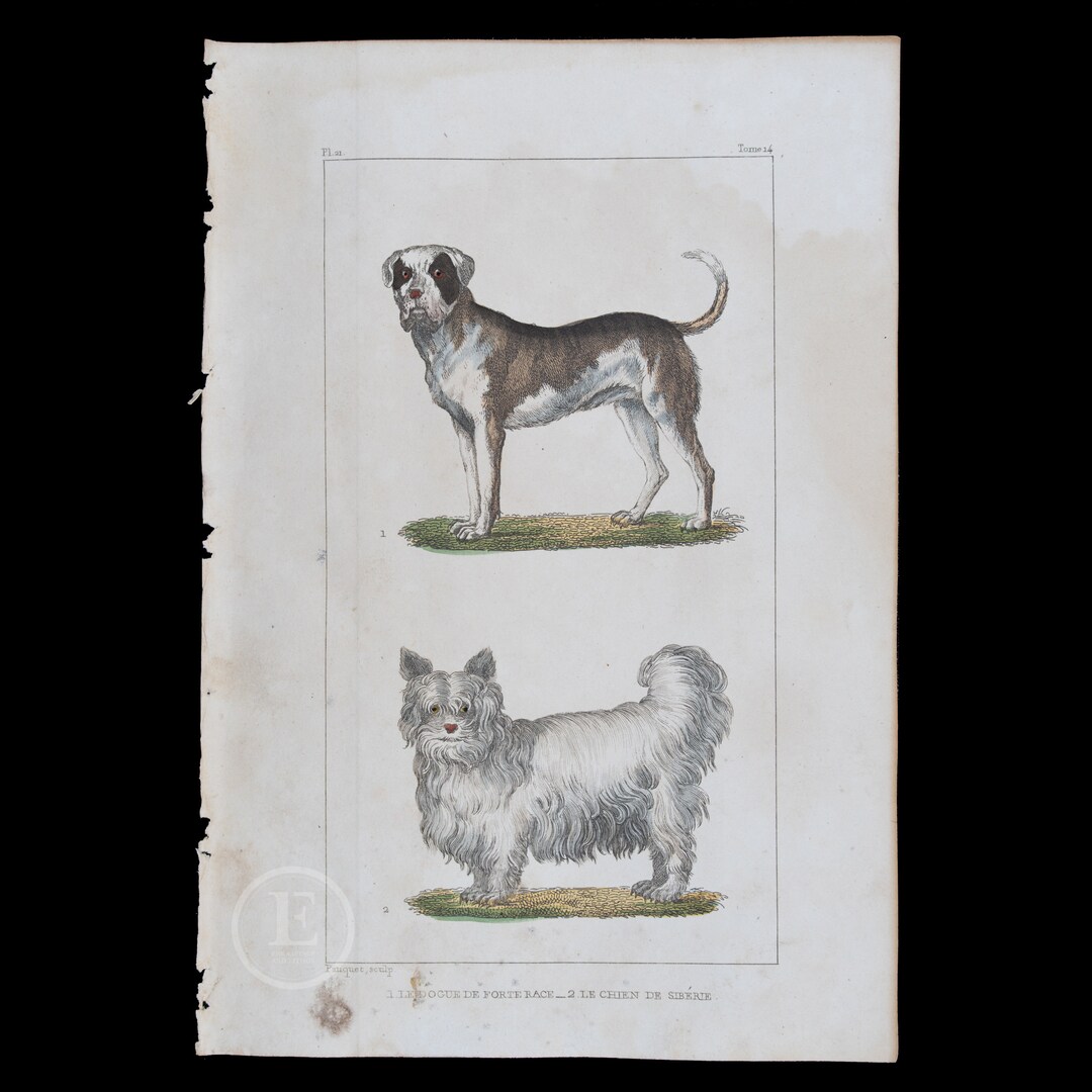 Mastiff Dog and Siberian Dog / Authentic Steel Engraving From Oeuvres ...