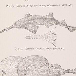 Rays: Ulavi or Plough-headed / Saw-fish / Torpedo - Original Color ...