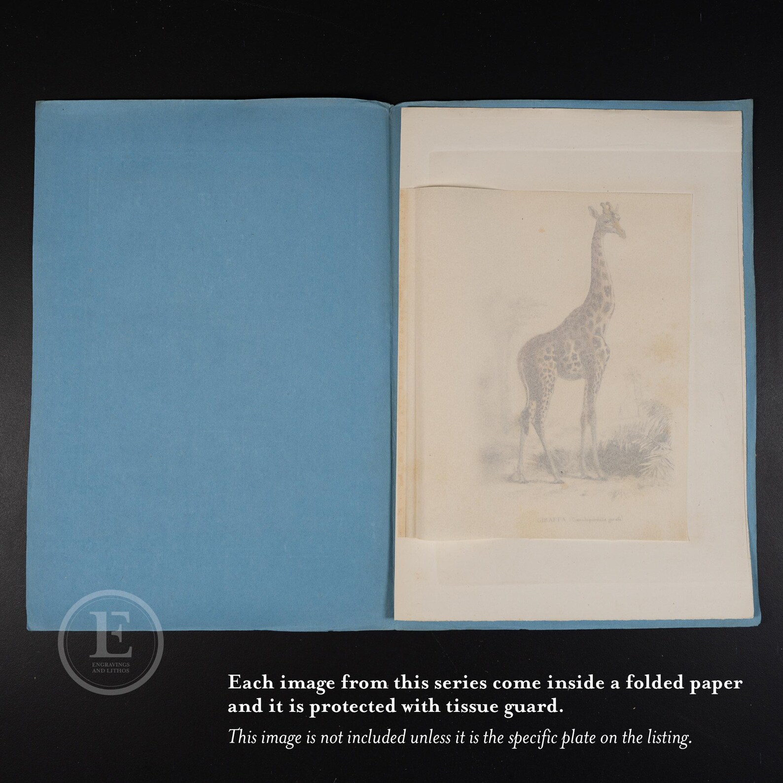 1879 Roe DEER, HARE and RABBIT - Hand-colored Steel Engraving From ...