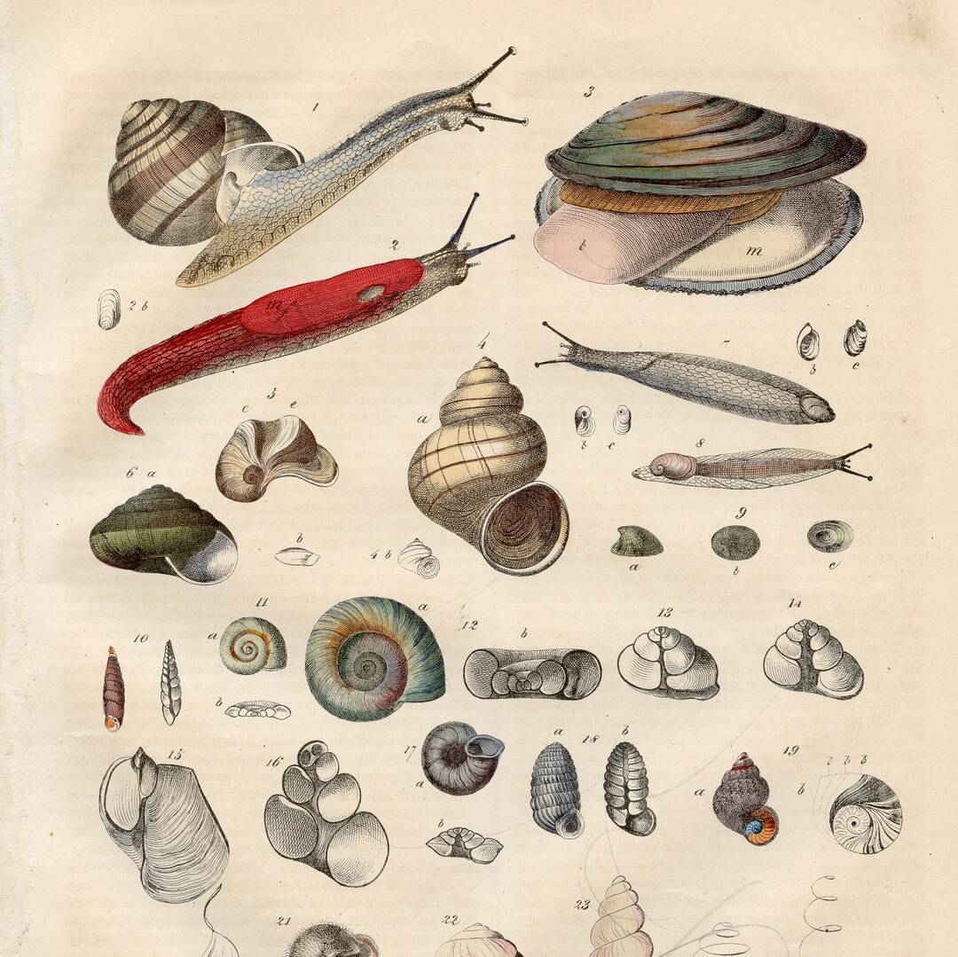 Snails: Shellfish, Ear Snail, Roman Snail Rare Plate From book of the ...
