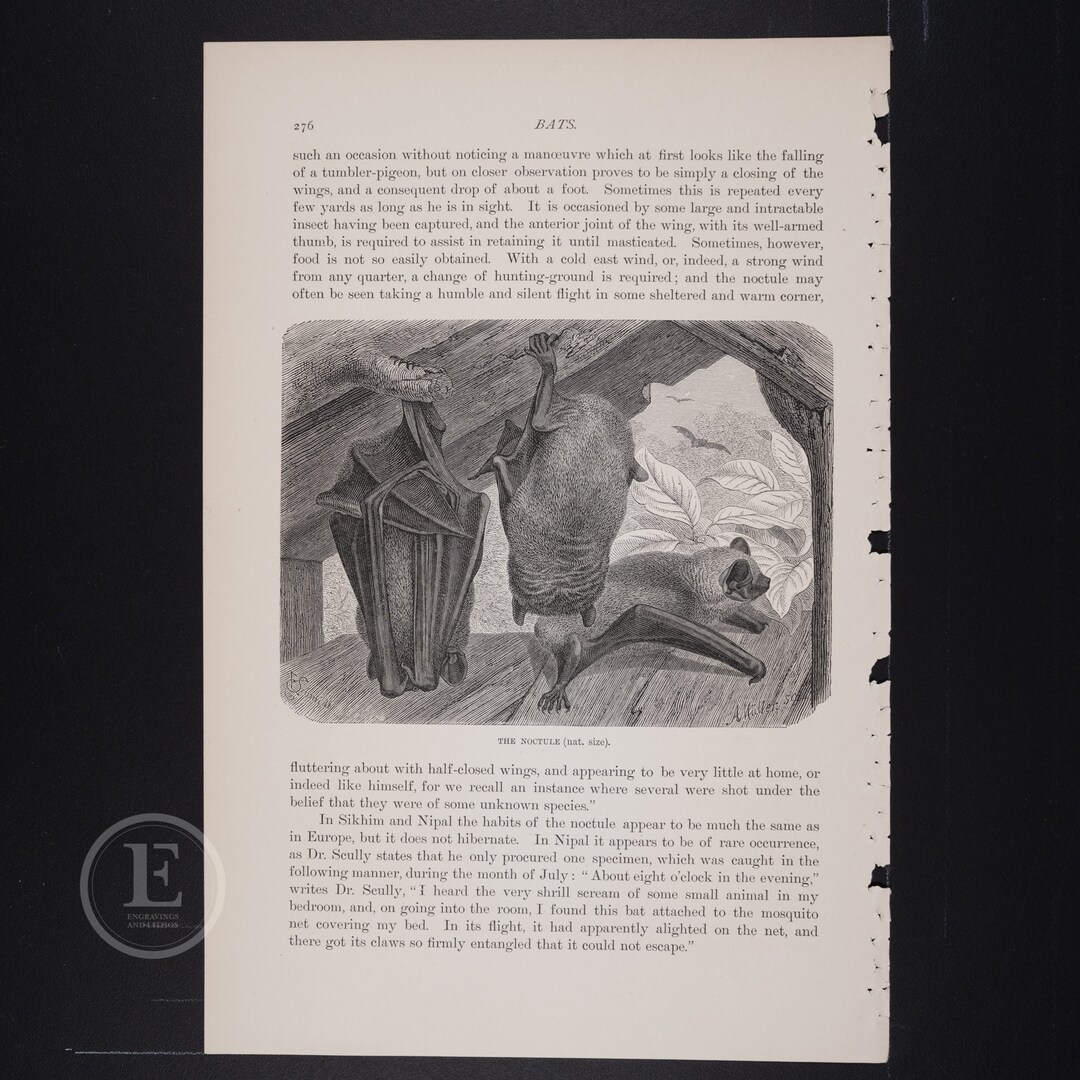 THE NOCTULE - Original Lithography From the Royal Natural History 1896 ...