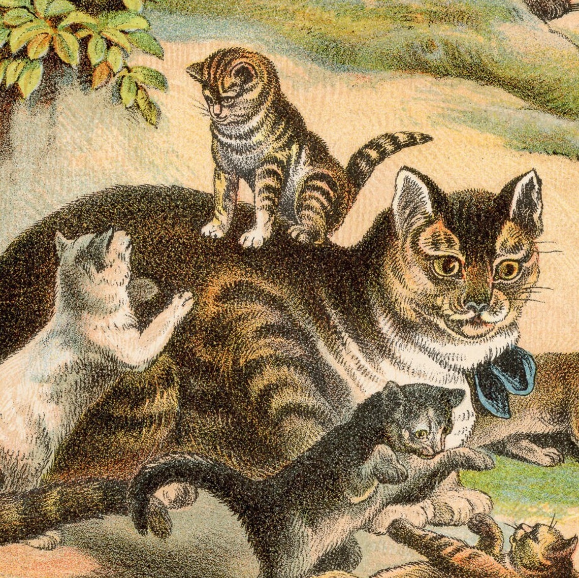 1880 - Chinese Cat, Malay Cat, Common Cat With Kittens - Original Litho ...