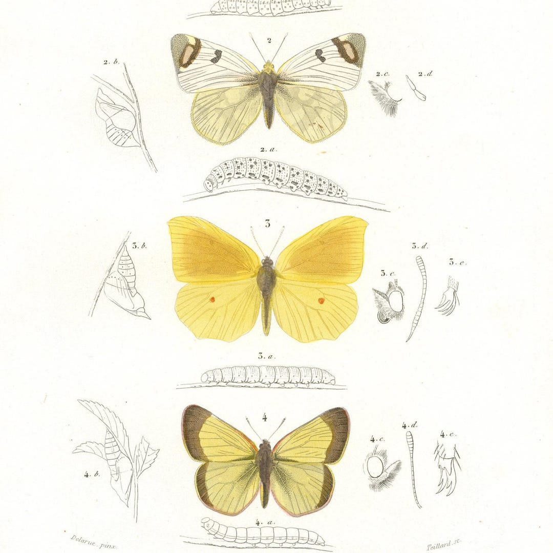 1849 - Anthocharis, Zegris Eupheme, Rodocera Cleopatra Palaeno – D ...