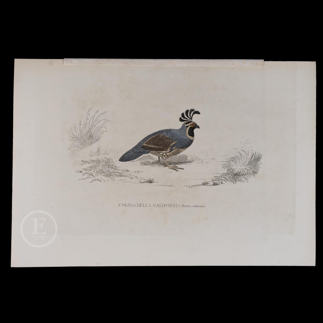 1877 CALIFORNIA PARTRIDGE - Hand-colored Steel Engraving From “opere ...